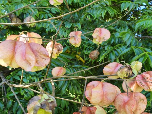 Weed of the month Golden rain tree | Urban Wildlife Gardens