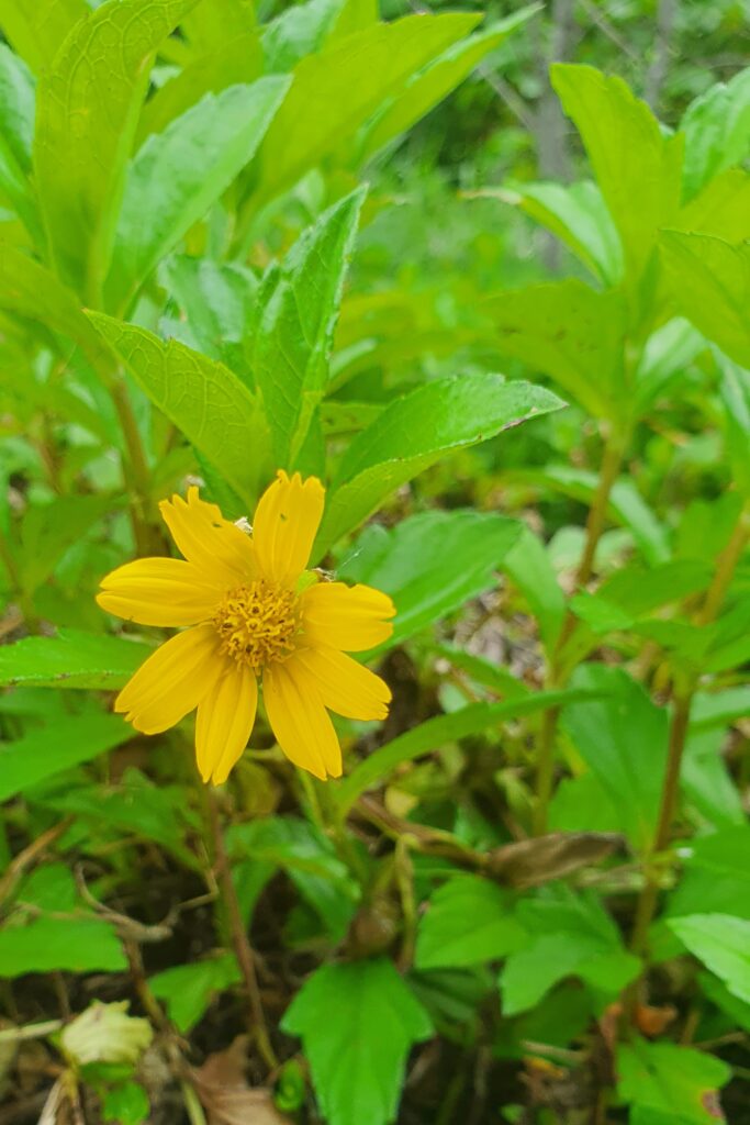 Weed of the Month – Singapore Daisy | Urban Wildlife Gardens