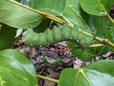 The Importance of Native Plants for Native Insects | Urban Wildlife Gardens