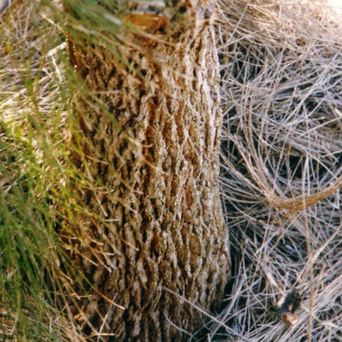 Allo Allo! What’s the difference between Allocasuarina and Casuarina ...